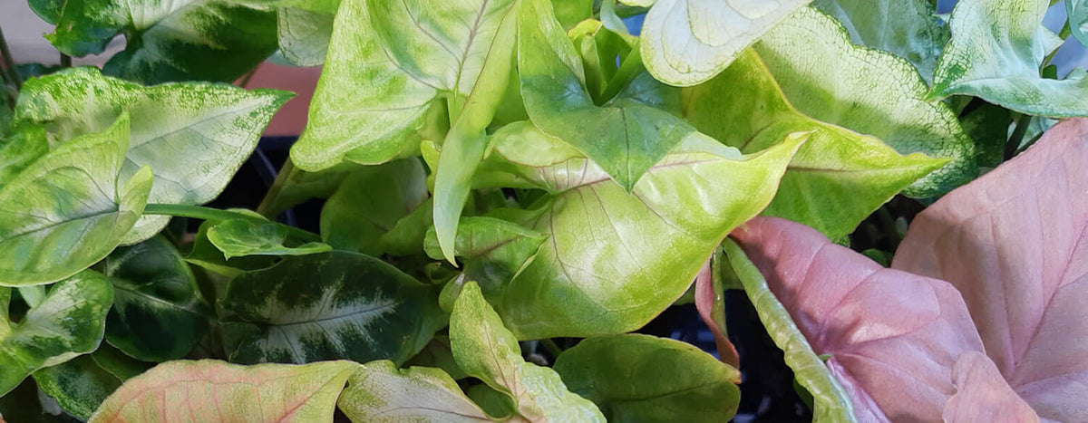 Our Tubestock Plants - Statement Plants