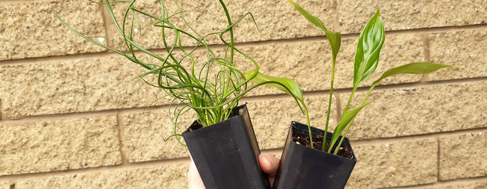 Our Tubestock Plants - Statement Plants