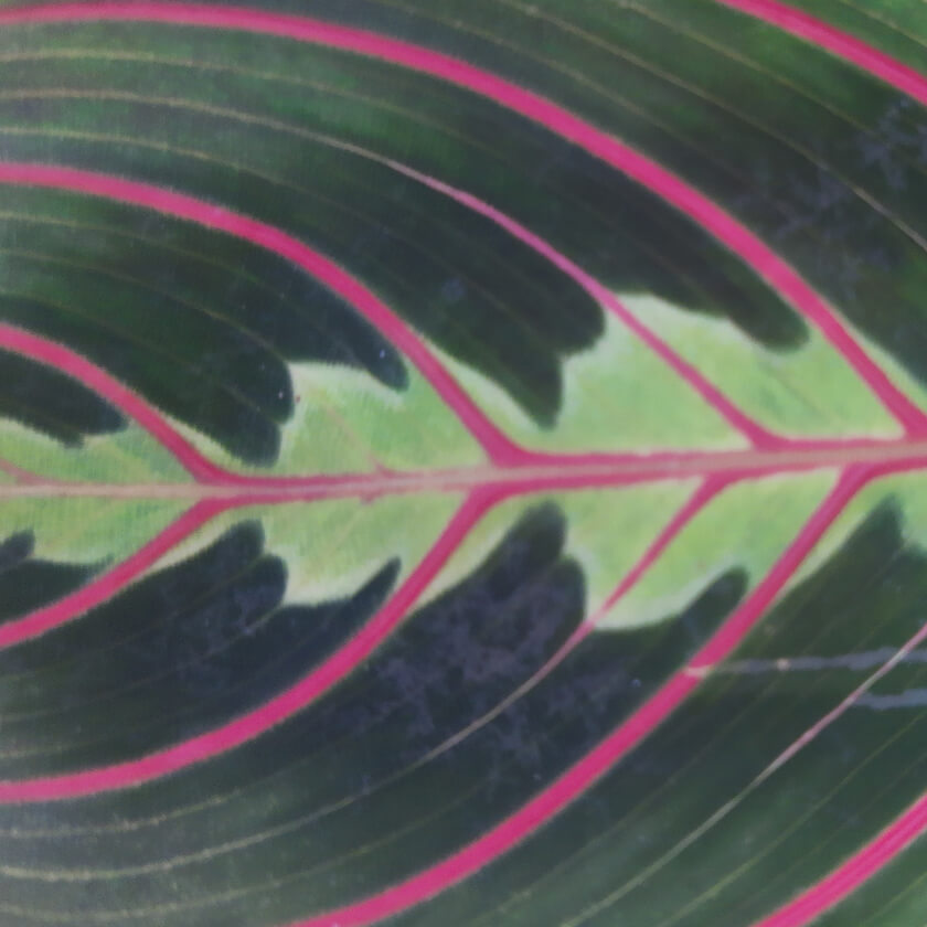 Foliage Plants – Statement Plants