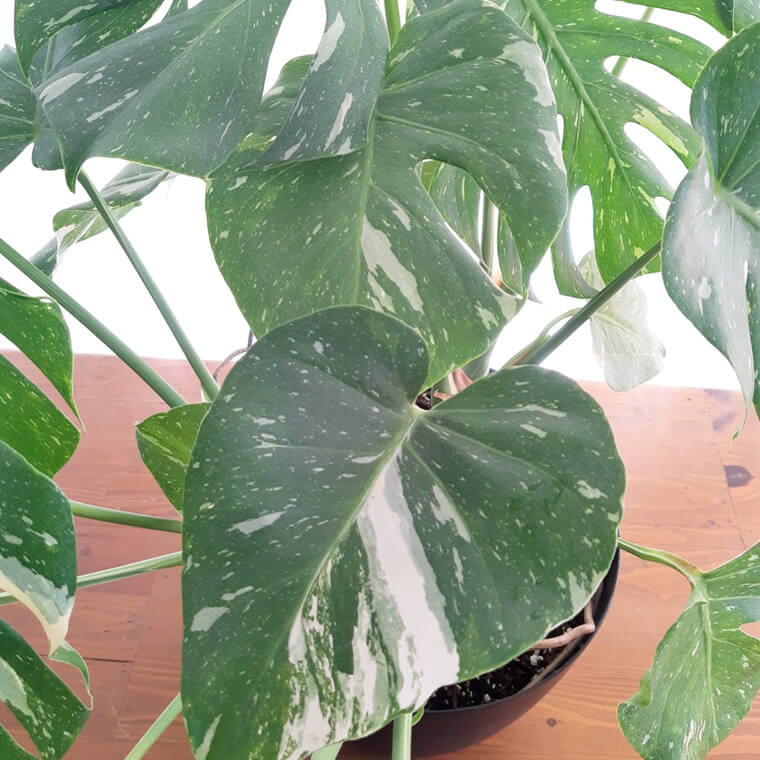 Aroids – Statement Plants