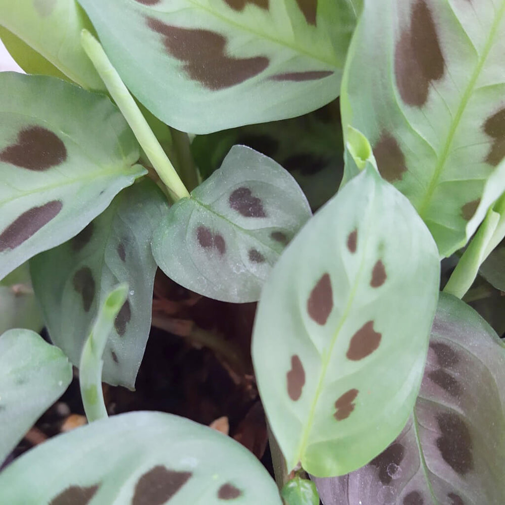 Indoor & Tropical Plants – Statement Plants
