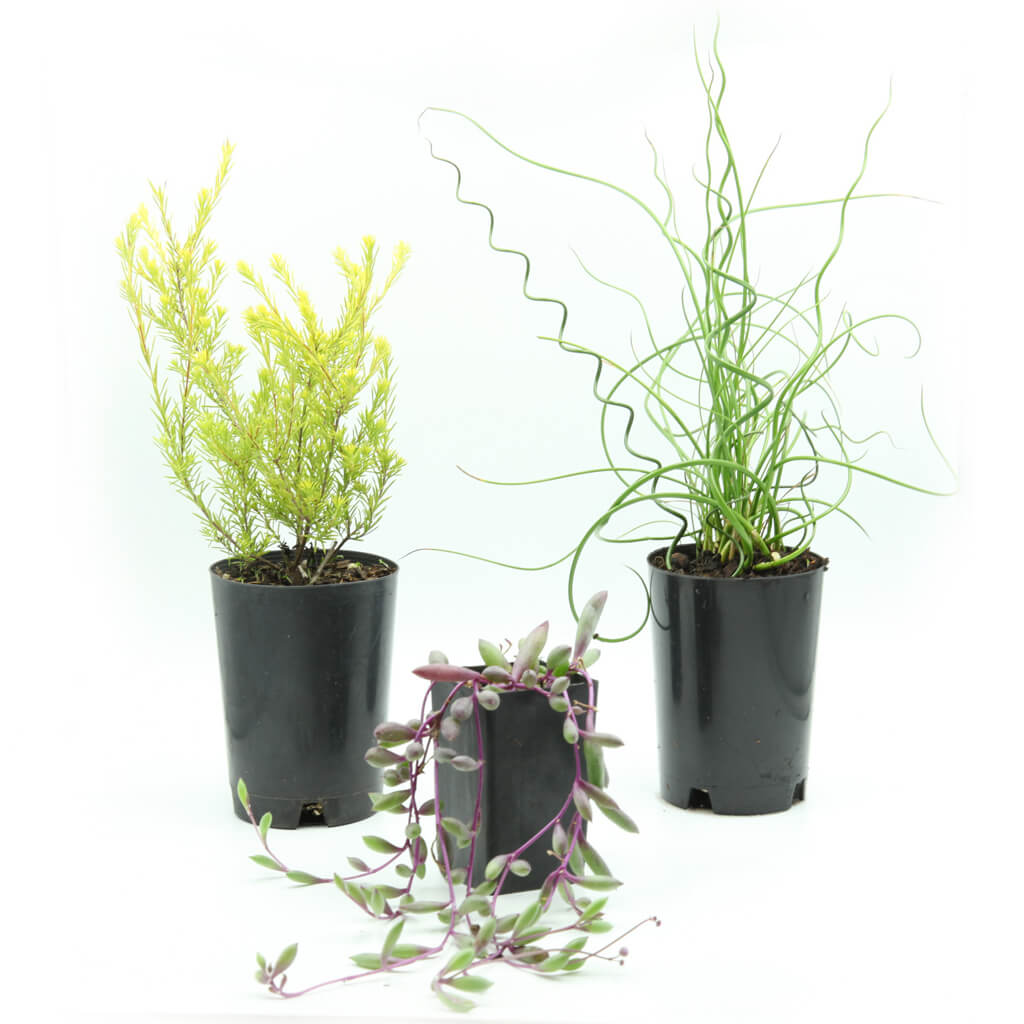 Tubestock Plants – Statement Plants