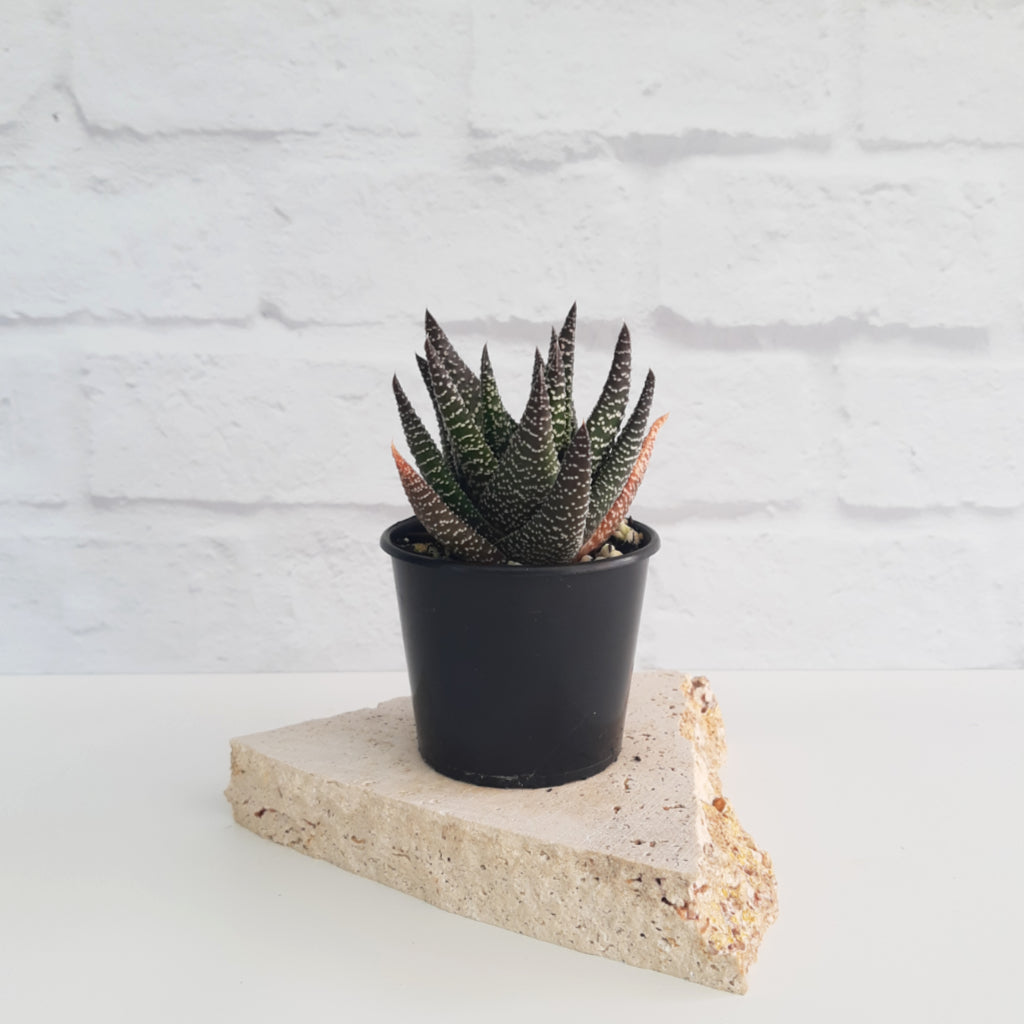 Aloe 'Wonder' – Statement Plants