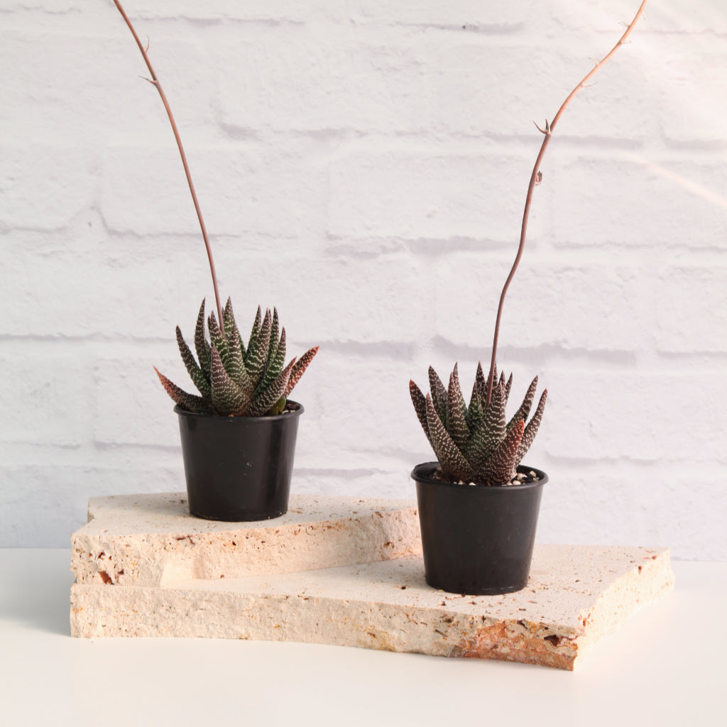 Aloe 'Wonder' – Statement Plants