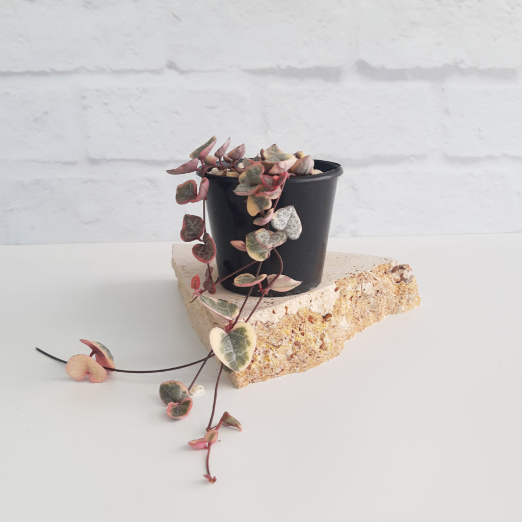 Home / Products / Ceropegia woodii Variegated - Chain of Hearts