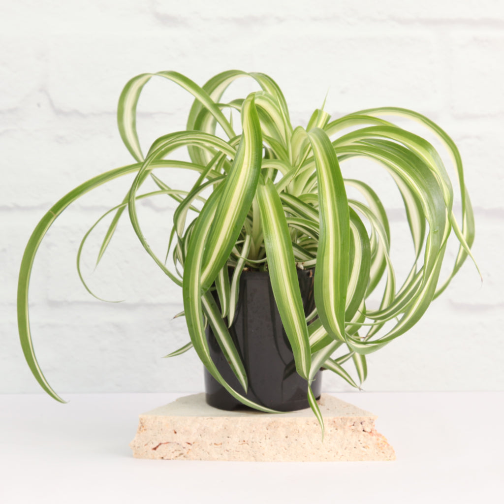 Chlorophytum comosum 'Bonnie' - Curly Spider Plant