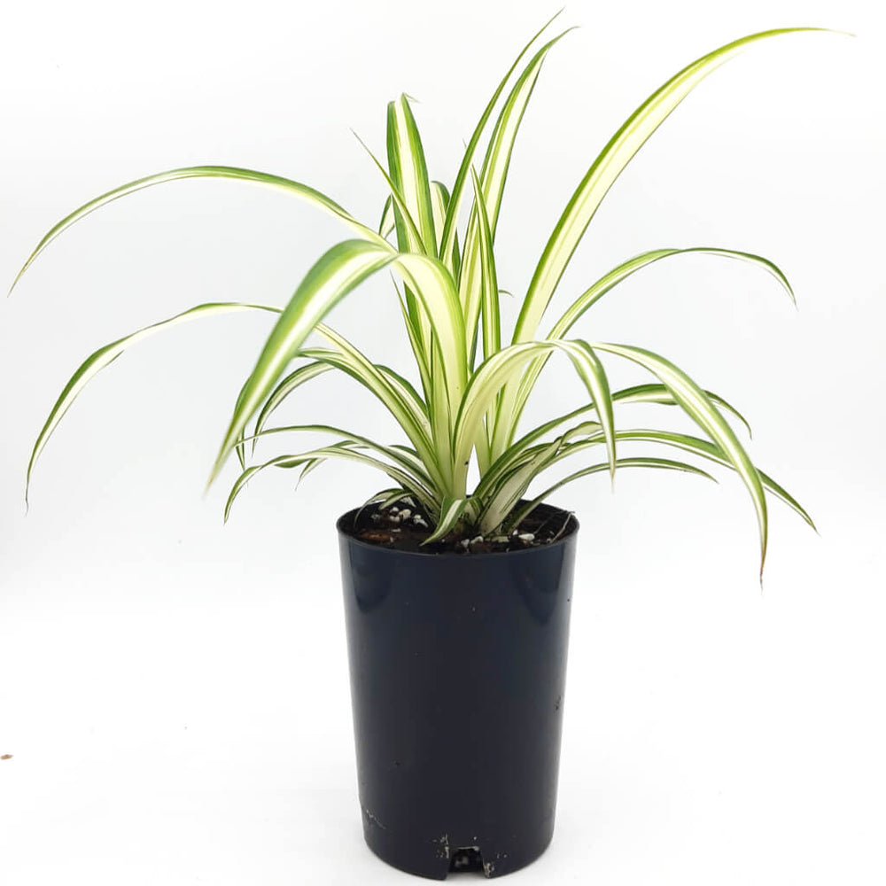 Spider Plants (Chlorophytum) - Statement Plants