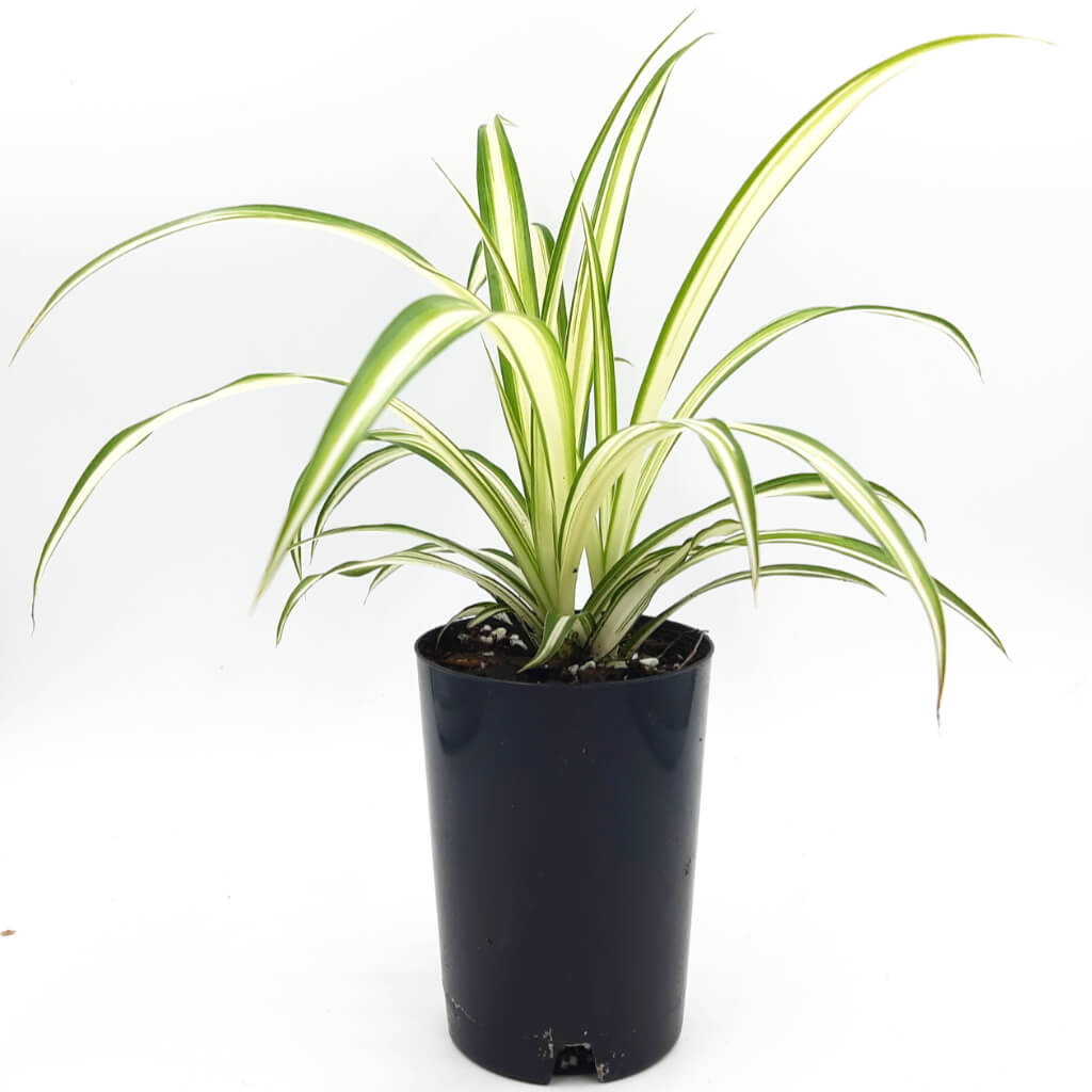 Chlorophytum comosum 'Vittatum'- Variegated Spider Plant - Statement Plants