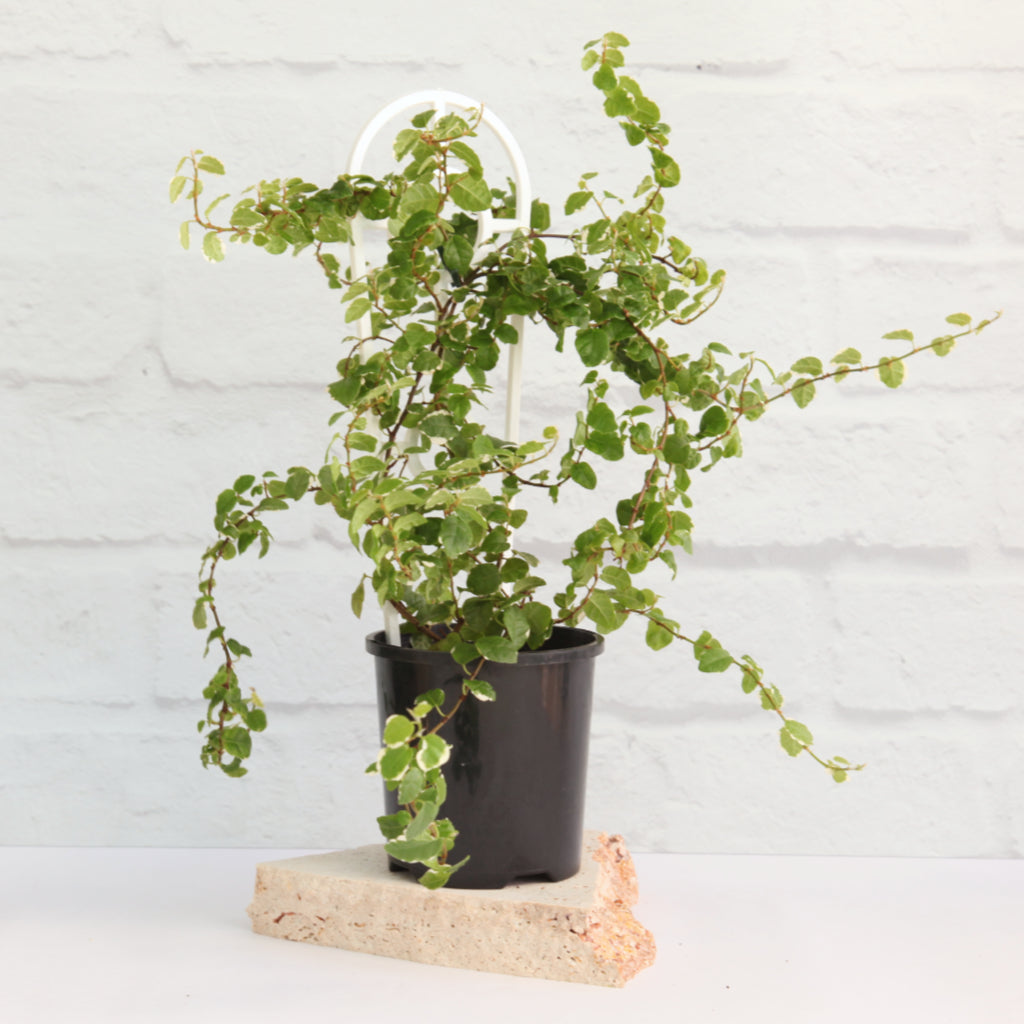 Ficus pumila variegated - Creeping Fig