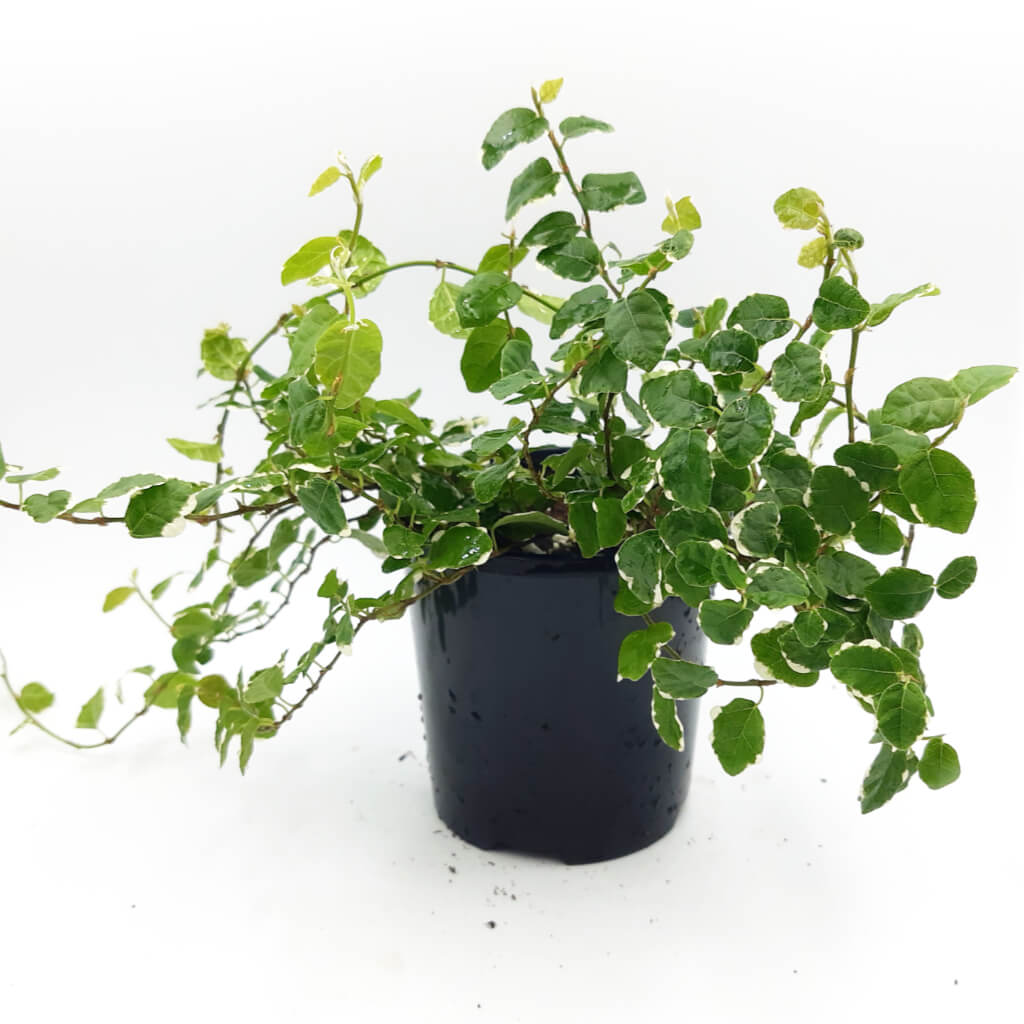 Ficus pumila variegated - Creeping Fig – Statement Plants