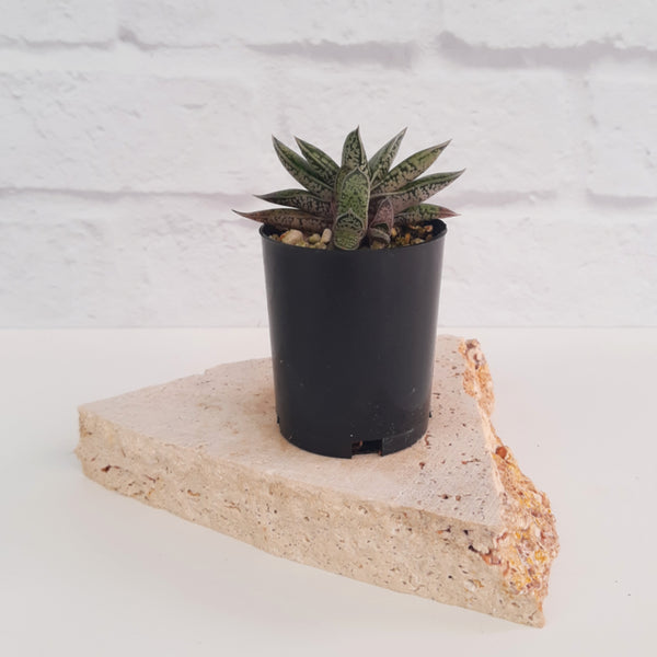 Gasteria bicolor var liliputana - Dwarf Gasteria – Statement Plants