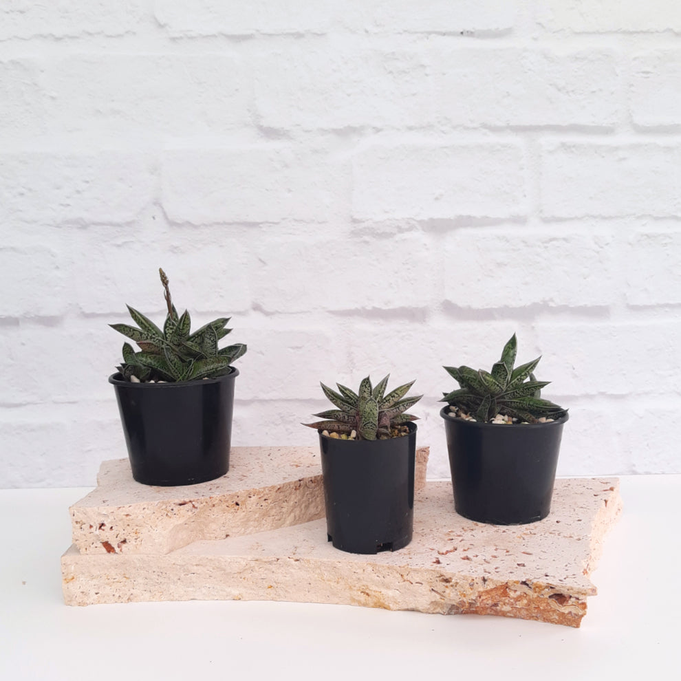 Gasteria bicolor var liliputana - Dwarf Gasteria – Statement Plants