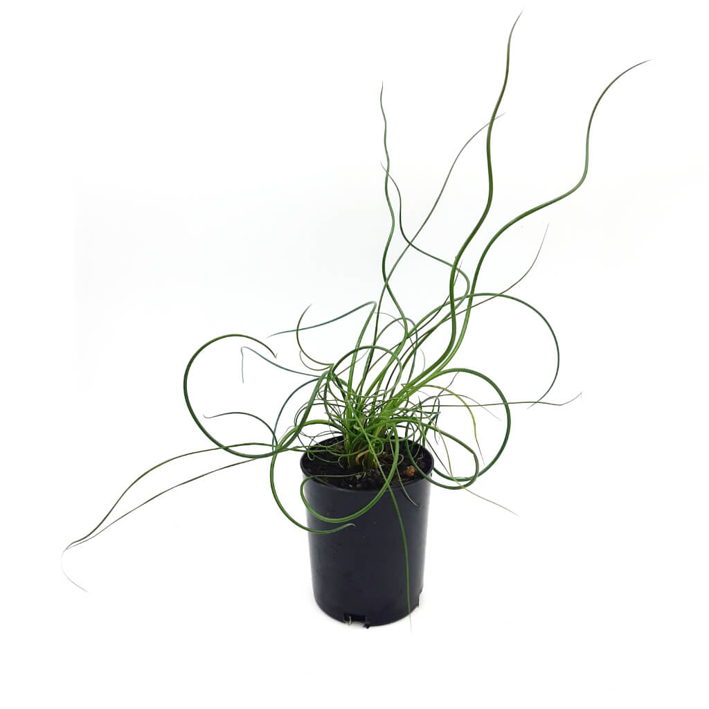 Juncus effusus 'Spiralis' - Corkscrew Rush - Crazy Grass - Statement Plants