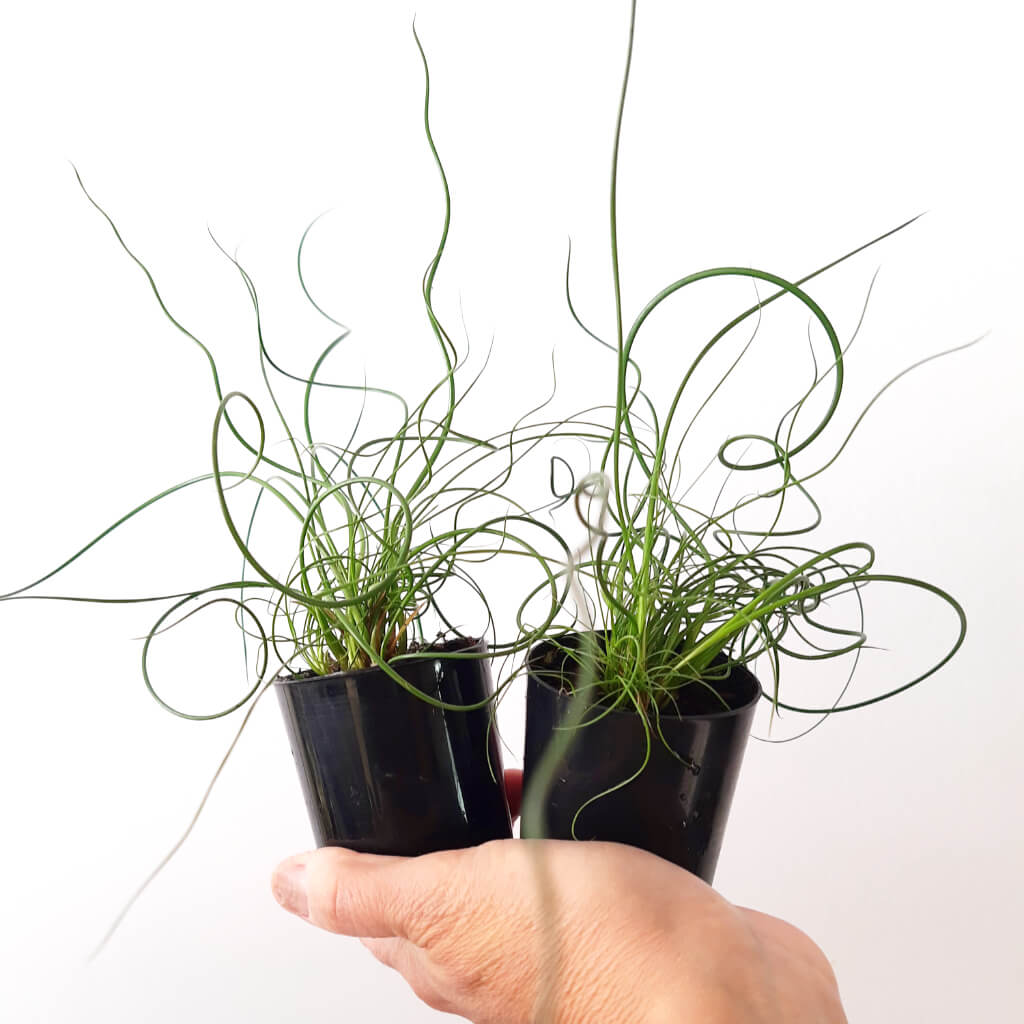 Juncus effusus 'Spiralis' - Corkscrew Rush - Crazy Grass - Statement Plants