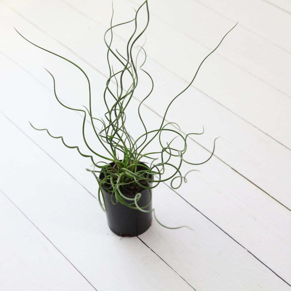 Juncus effusus 'Spiralis' - Corkscrew Rush - Crazy Grass – Statement Plants
