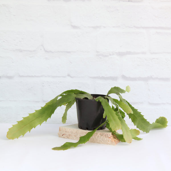 Home / Products / Lepismium houlletianum - Snowdrop Cactus