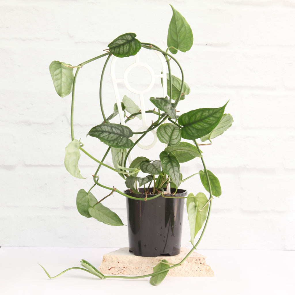 Home / Products / Monstera siltepecana - Silver Monstera