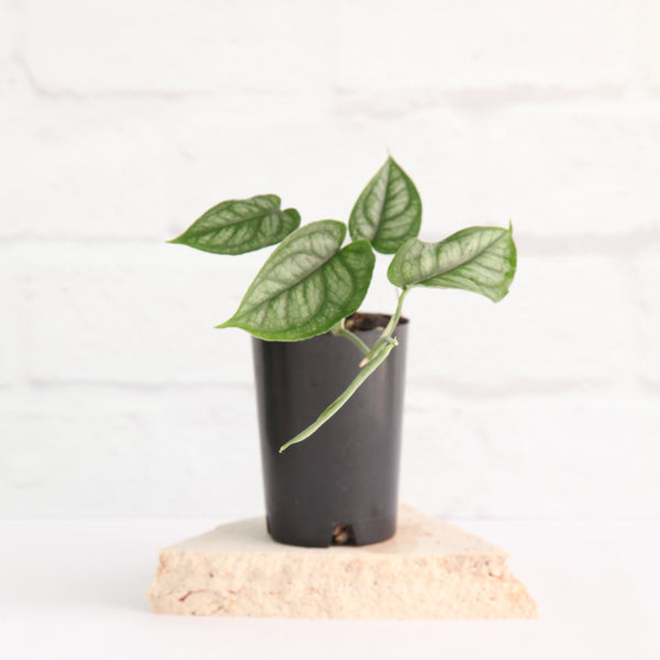Home / Products / Monstera siltepecana - Silver Monstera