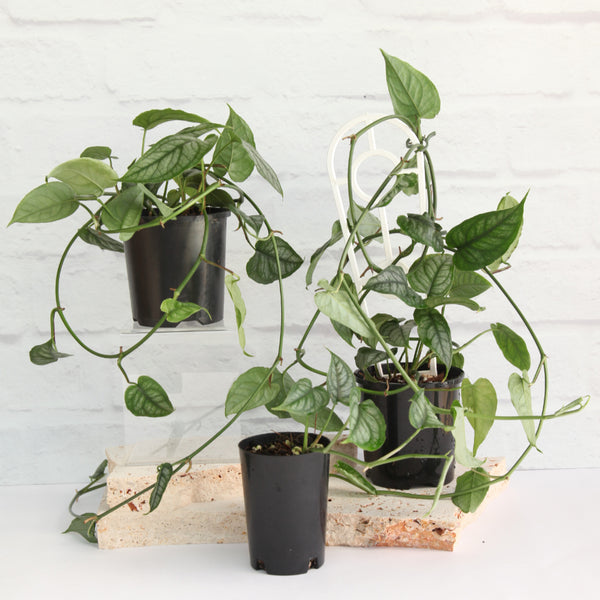 Monstera siltepecana - Silver Monstera – Statement Plants