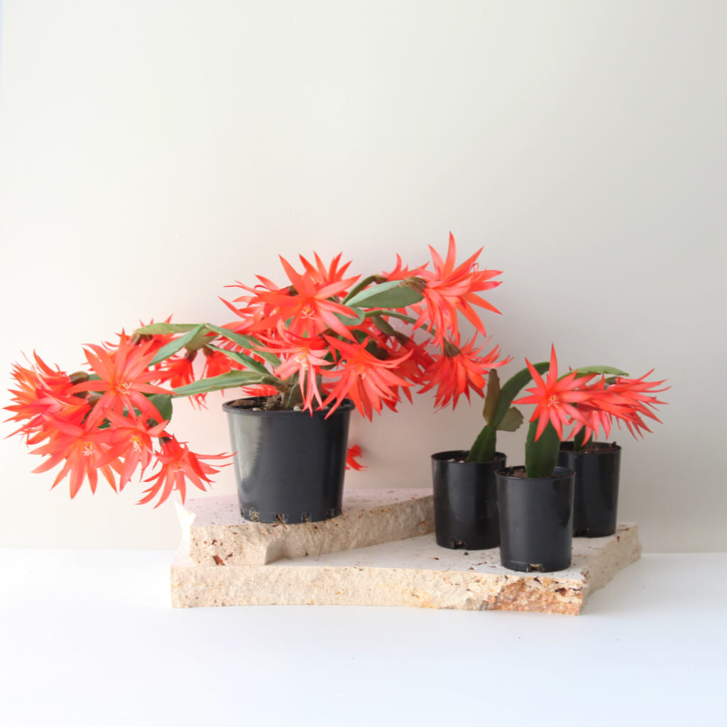 Rhipsalidopsis gaertneri - Easter Cactus – Statement Plants