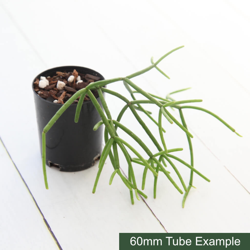 Rhipsalis Teres F Heteroclada Statement Plants