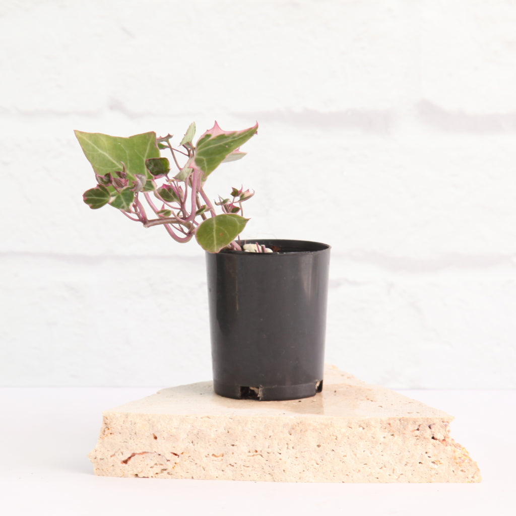 Senecio macroglossus variegated - Wax Ivy – Statement Plants