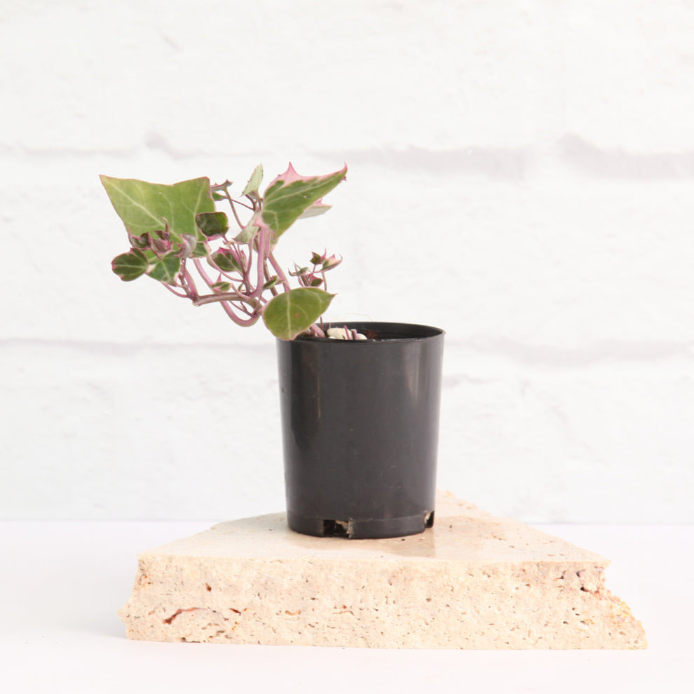 Senecio macroglossus variegated - Wax Ivy – Statement Plants