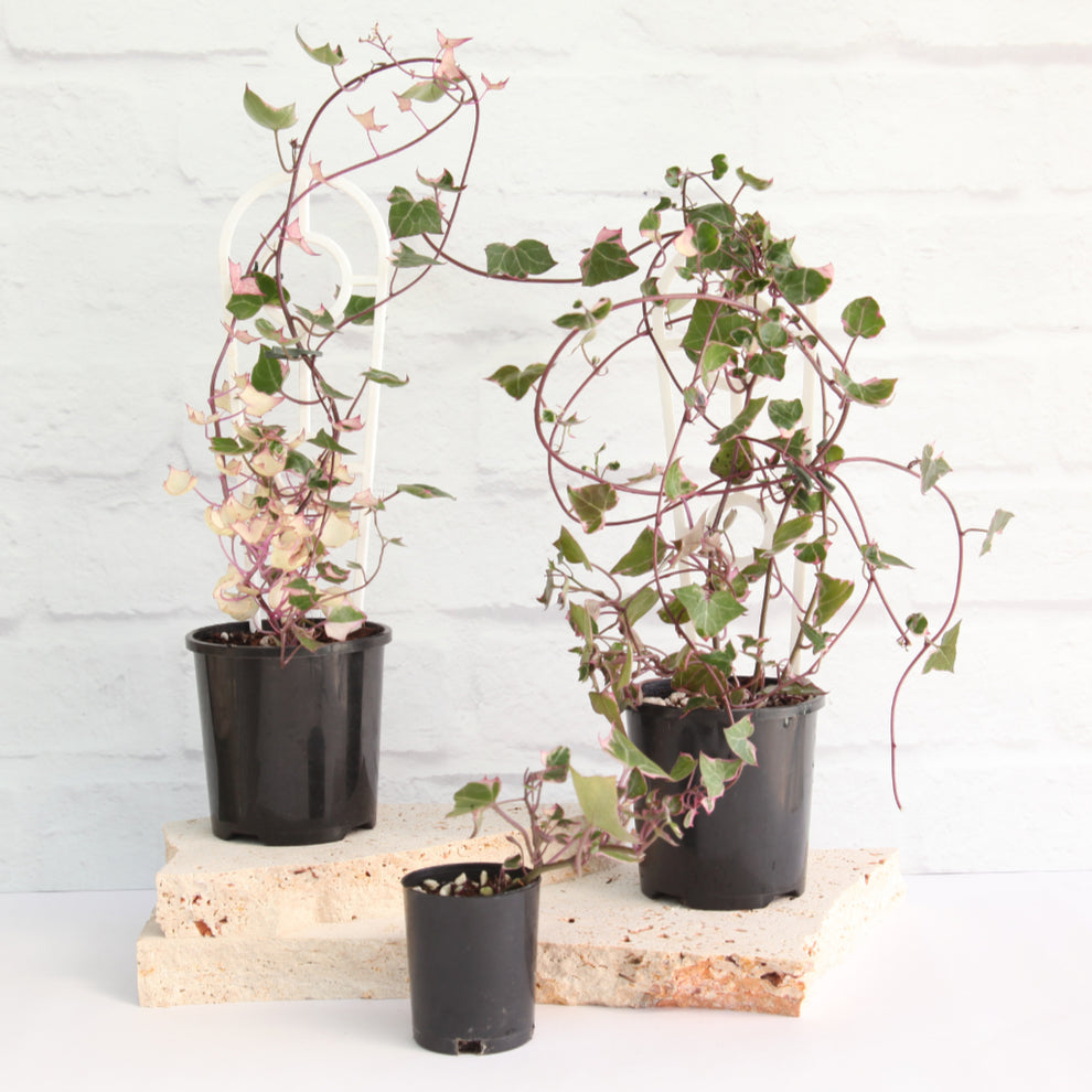 Senecio macroglossus variegated - Wax Ivy – Statement Plants