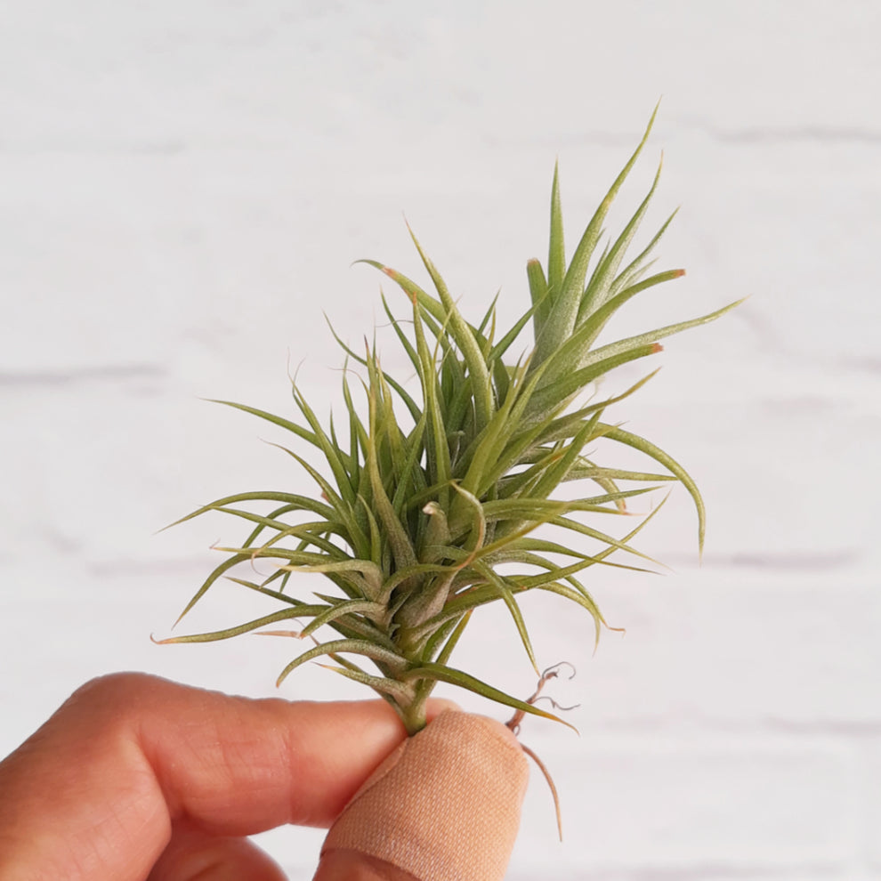 Tillandsia aeranthos 'Miniata' - Air Plant – Statement Plants