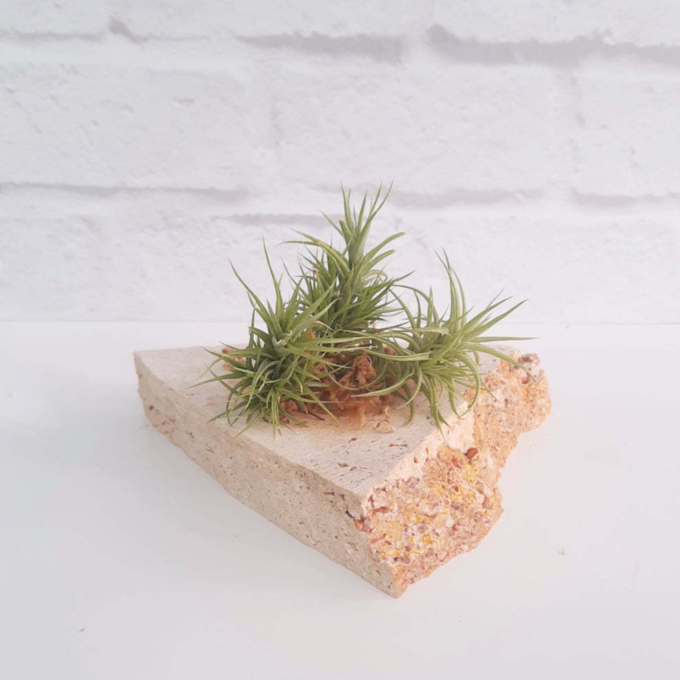 Tillandsia aeranthos 'Miniata' - Air Plant – Statement Plants