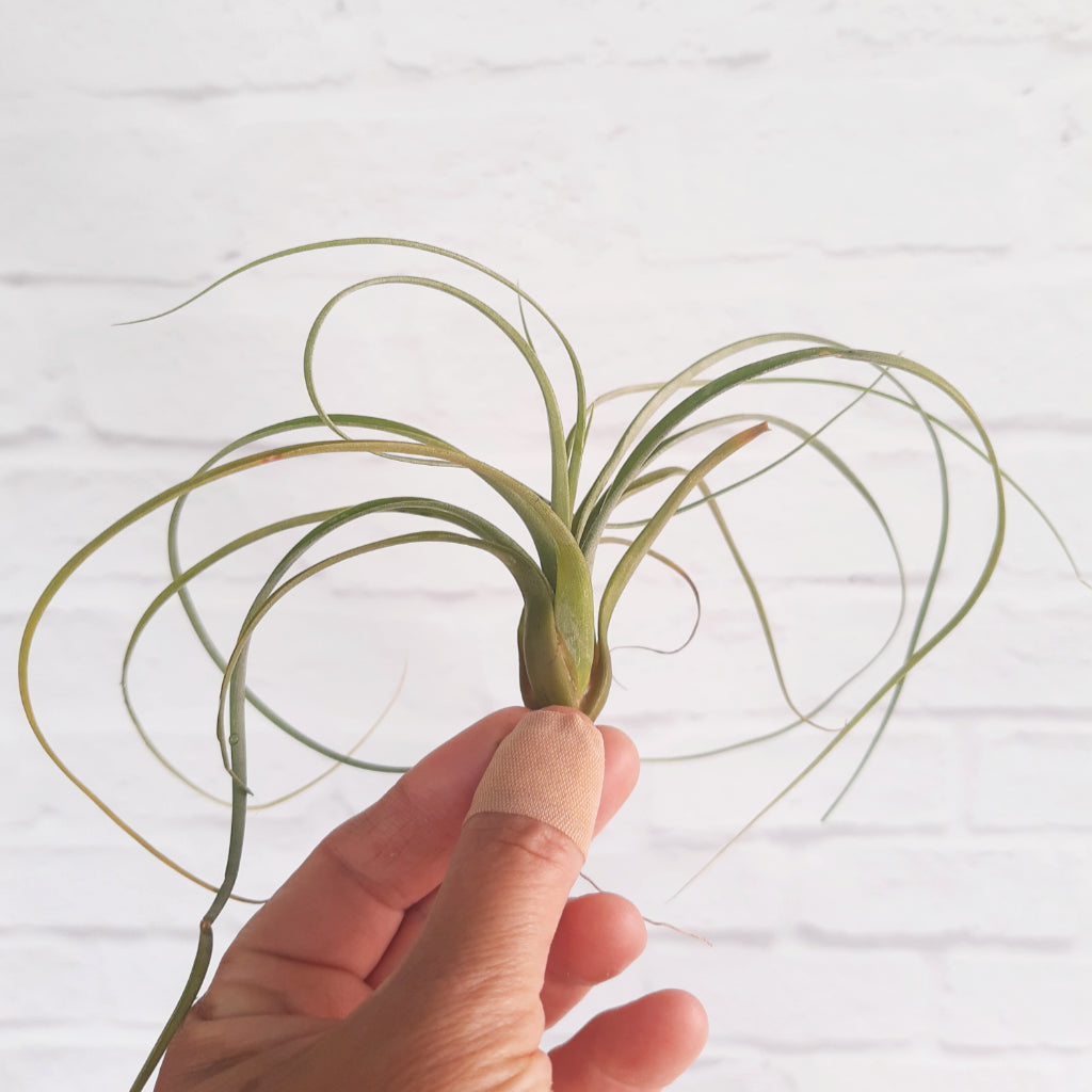Tillandsia balbisiana - Northern Needleleaf - Air Plant
