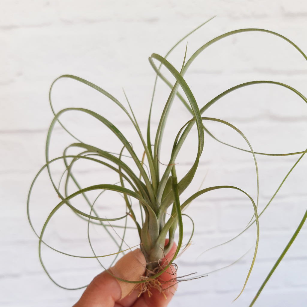 Home / Products / Tillandsia balbisiana - Northern Needleleaf - Air Plant