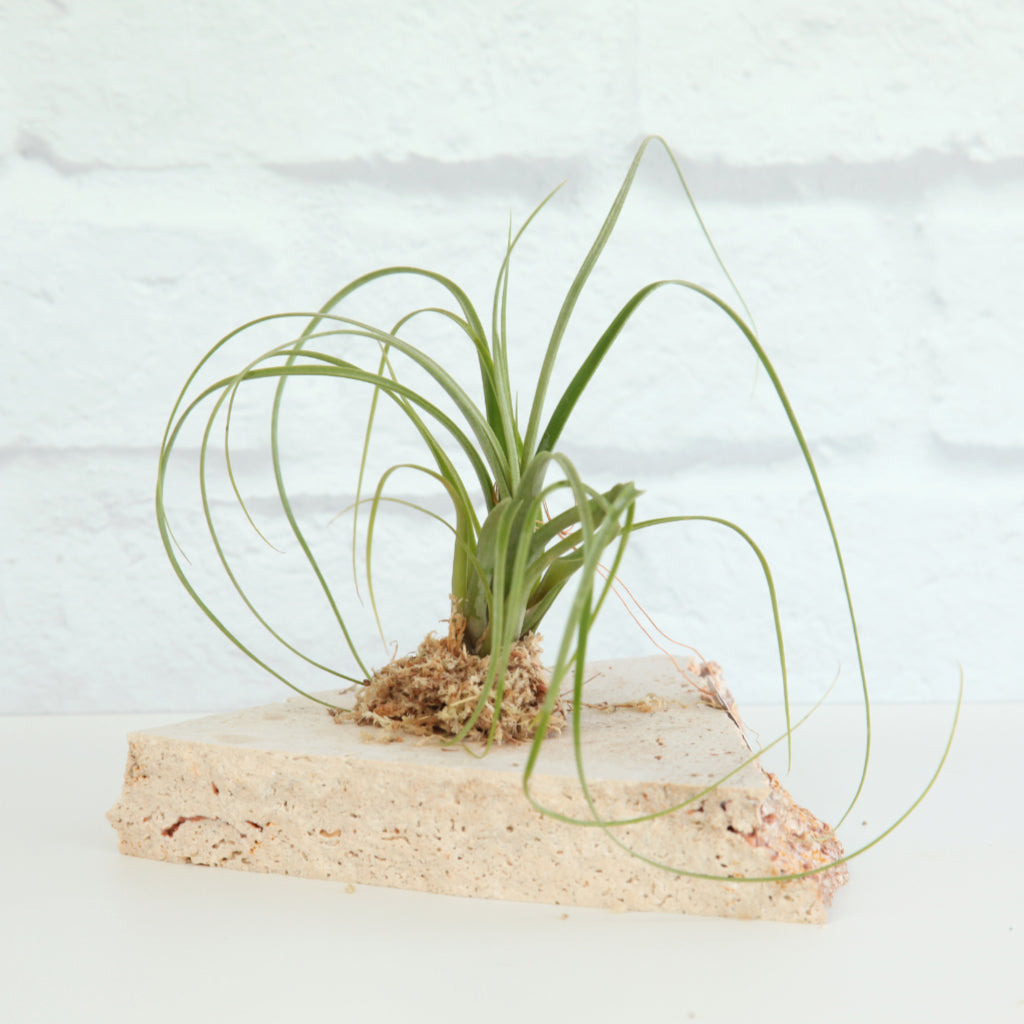 Tillandsia balbisiana - Northern Needleleaf - Air Plant
