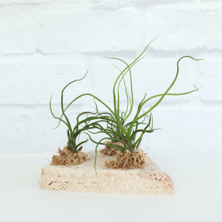 Tillandsia (Air Plants) – Statement Plants