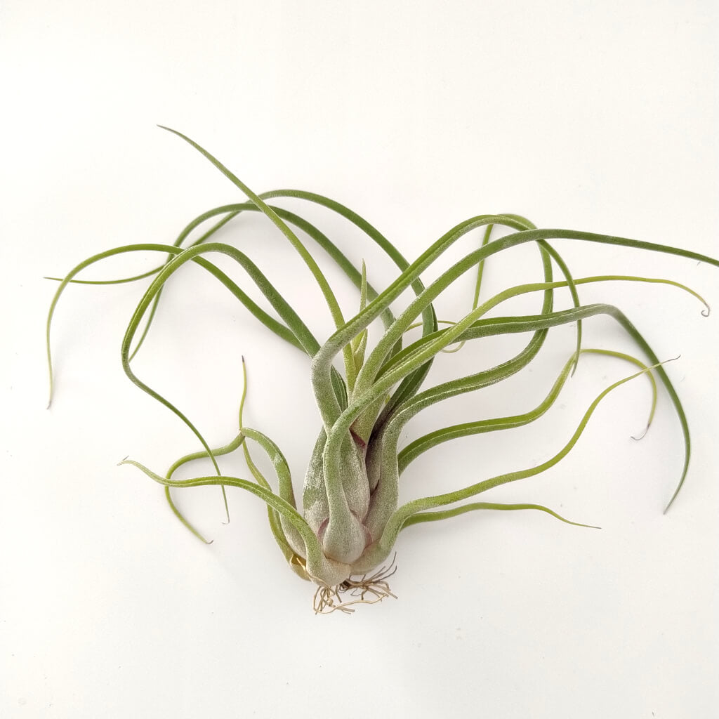 Tillandsia caput-medusae - Air Plant – Statement Plants