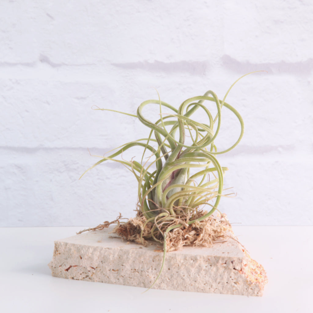 Tillandsia caput-medusae - Air Plant – Statement Plants