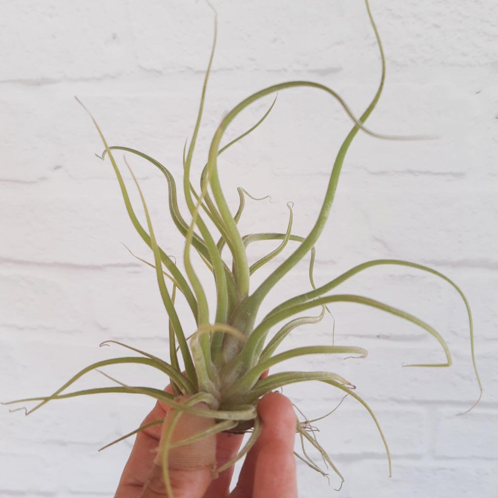 Tillandsia caput-medusae - Air Plant