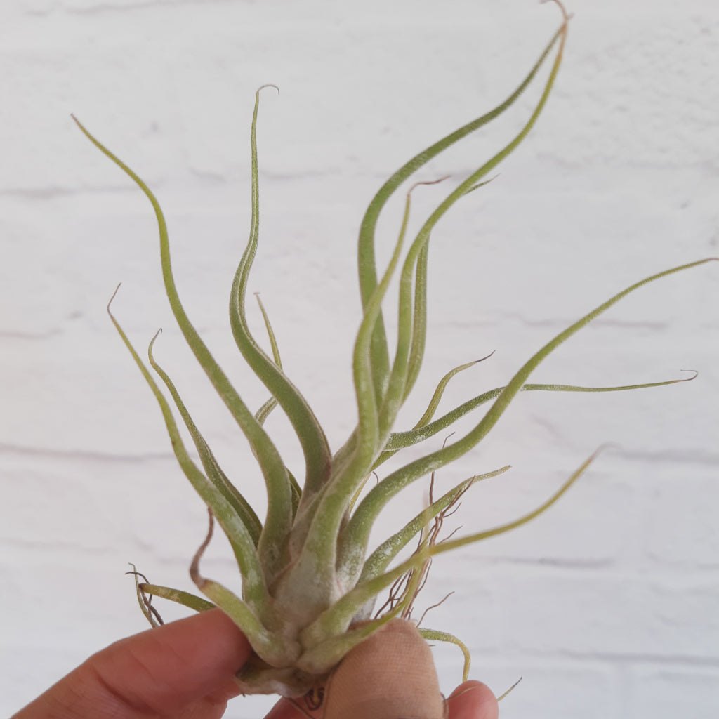 Tillandsia caput-medusae - Air Plant