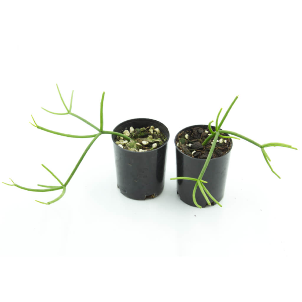 Rhipsalis teres f. heteroclada - Statement Plants