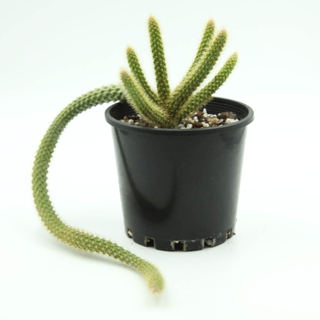Aporocactus flagelliformis - Rat Tail Cactus - Statement Plants