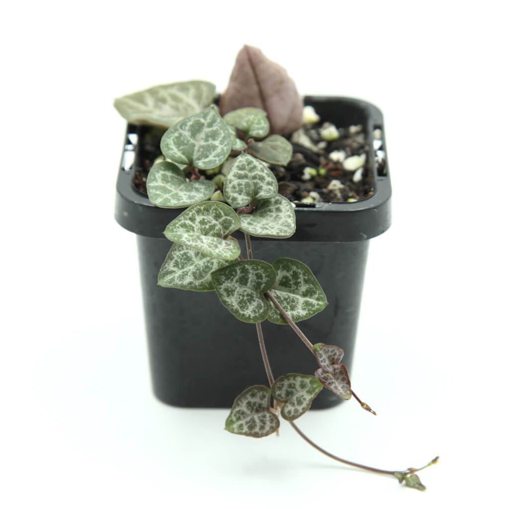 Ceropegia woodii - Chain of Hearts – Statement Plants