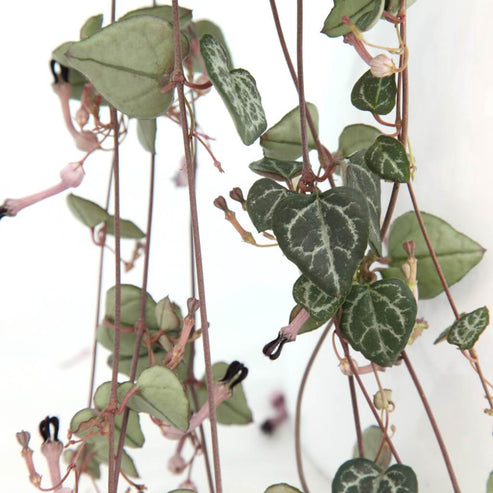 Ceropegia woodii - Chain of Hearts – Statement Plants