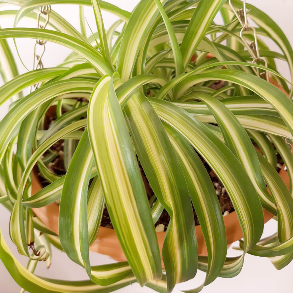 Chlorophytum comosum 'Bonnie' - Curly Spider Plant - Statement Plants