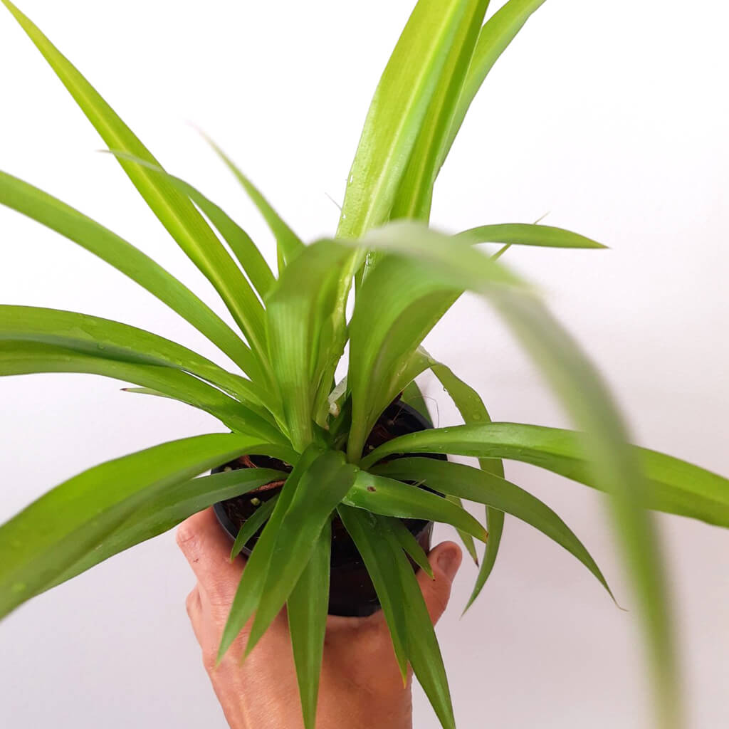 Chlorophytum comosum - Green Spider Plant – Statement Plants