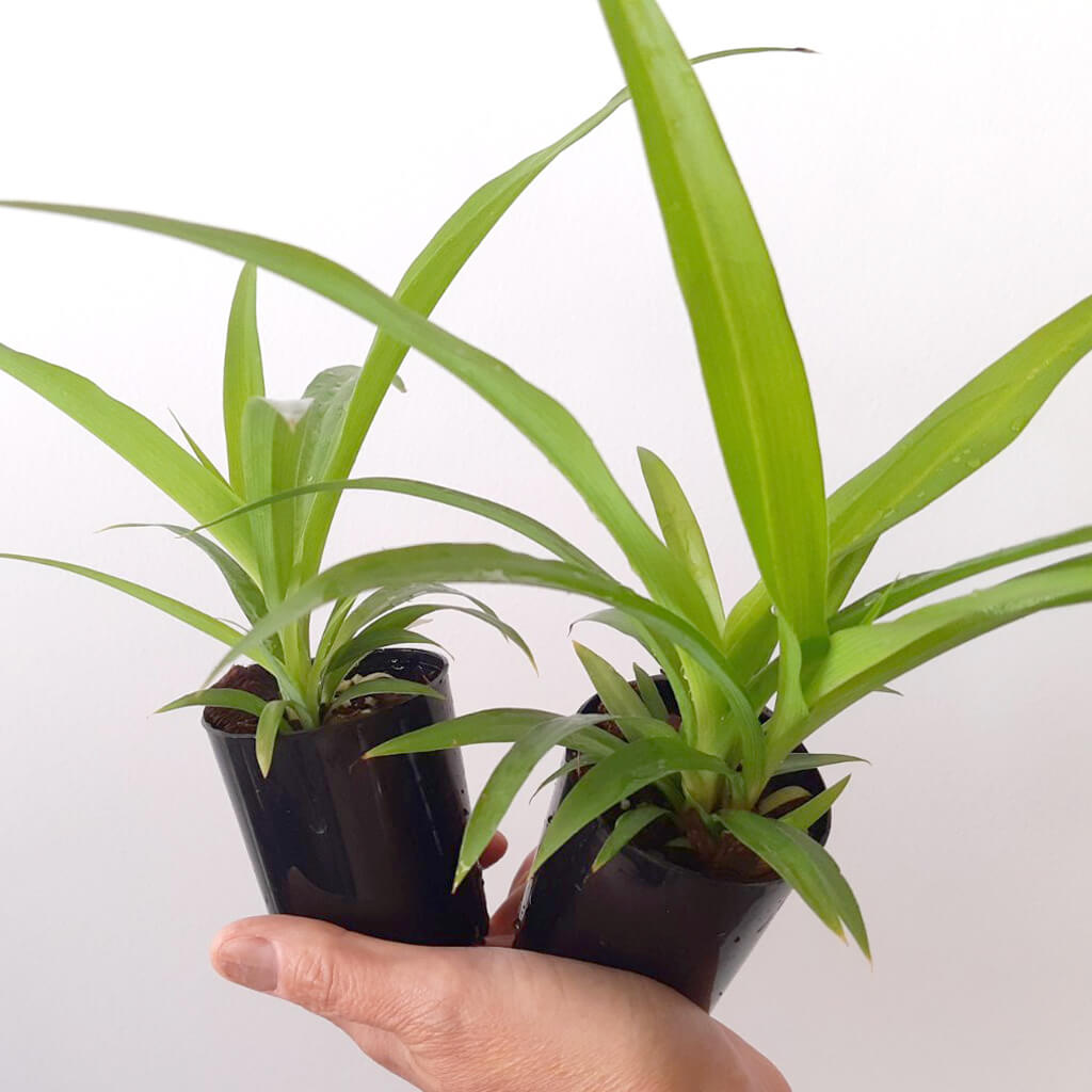 Chlorophytum comosum - Green Spider Plant - Statement Plants
