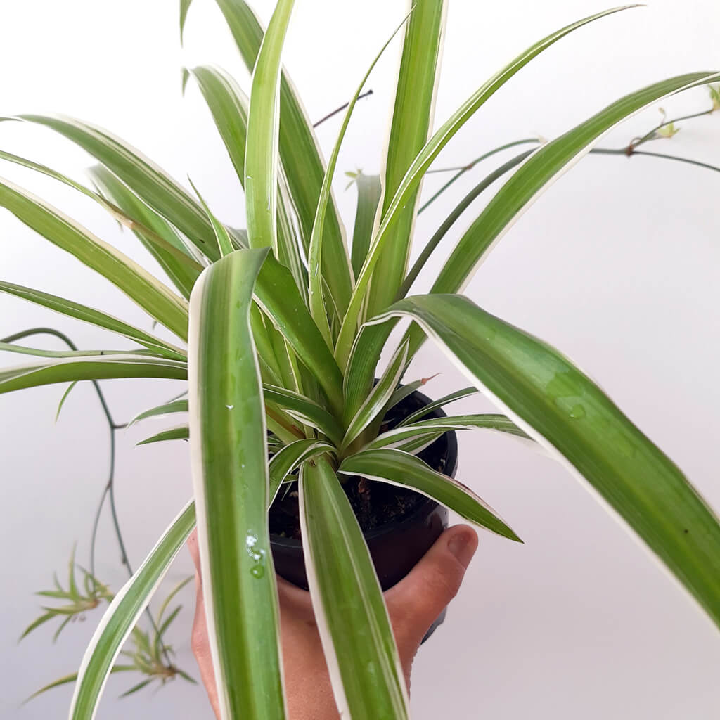 Chlorophytum comosum 'Ocean' - Variegated Spider Plant - Statement Plants