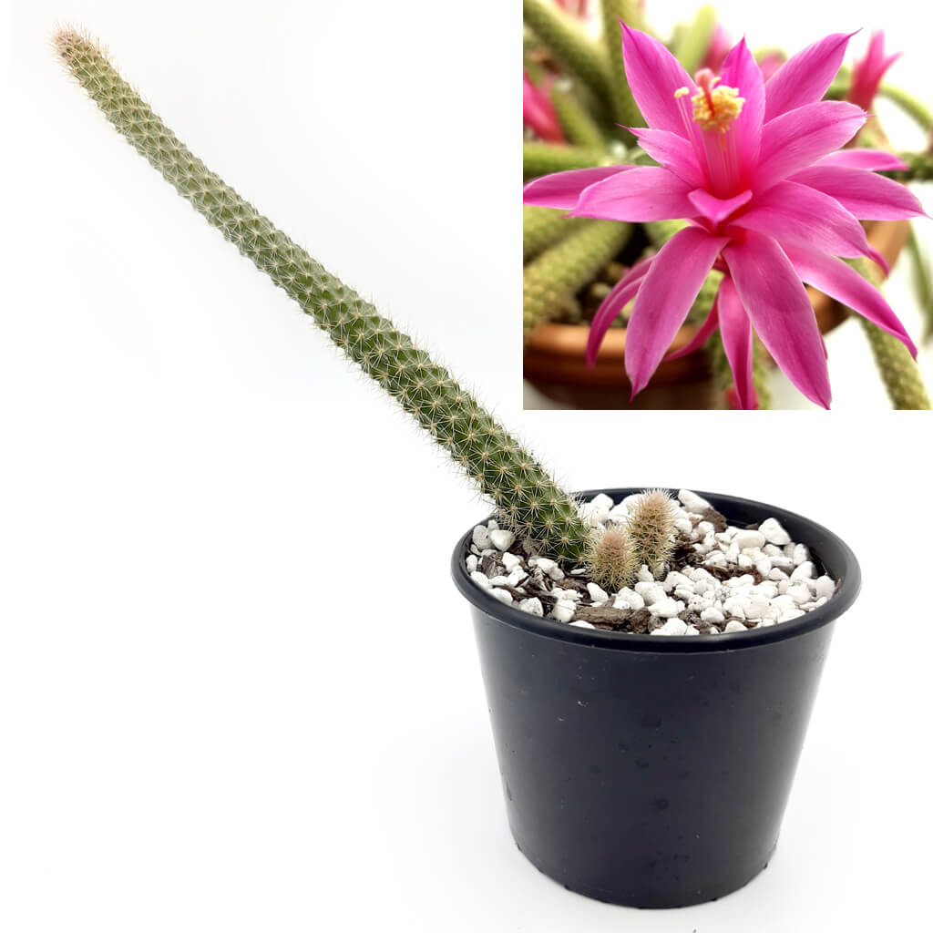 Aporocactus flagelliformis - Rat Tail Cactus - Statement Plants