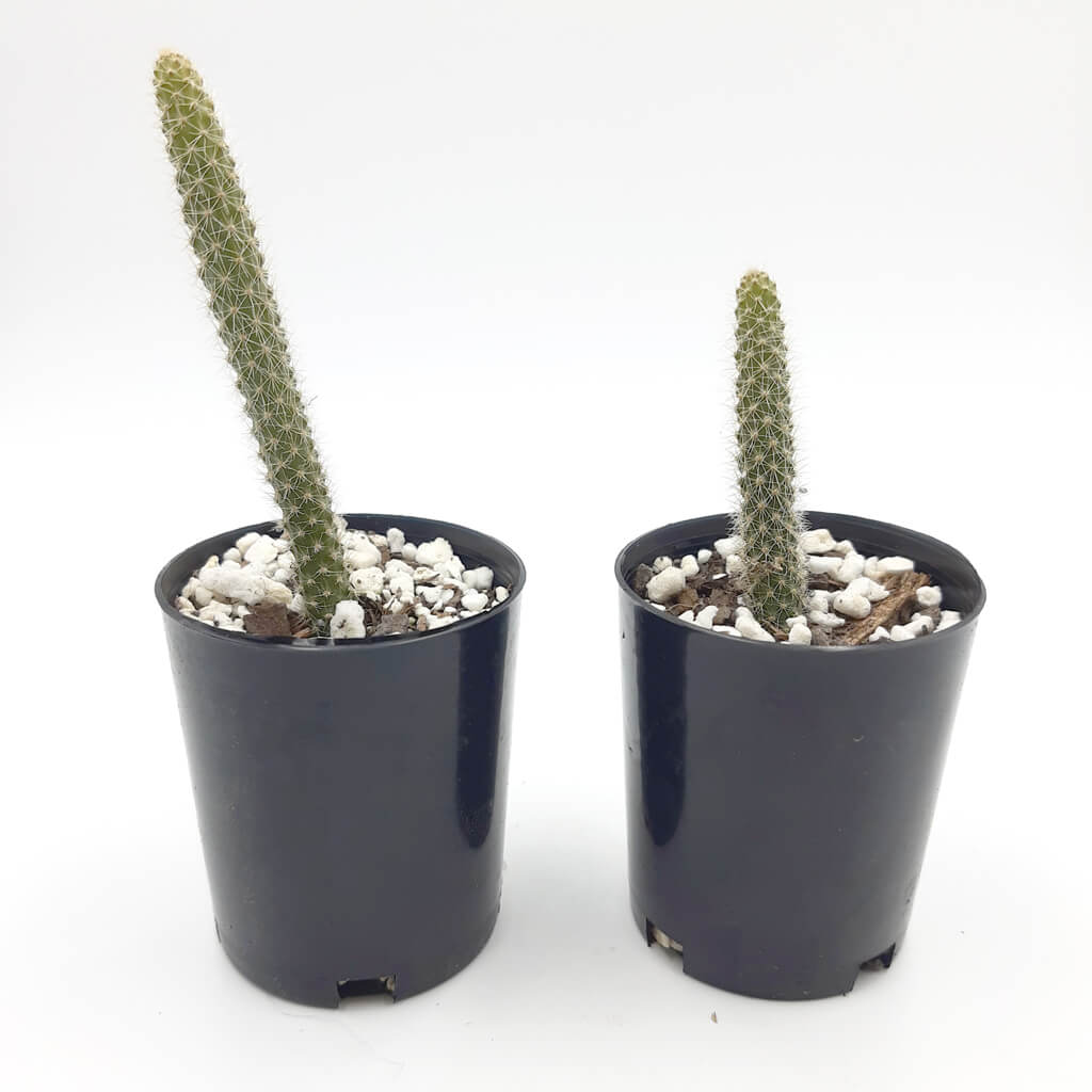 Aporocactus flagelliformis - Rat Tail Cactus - Statement Plants