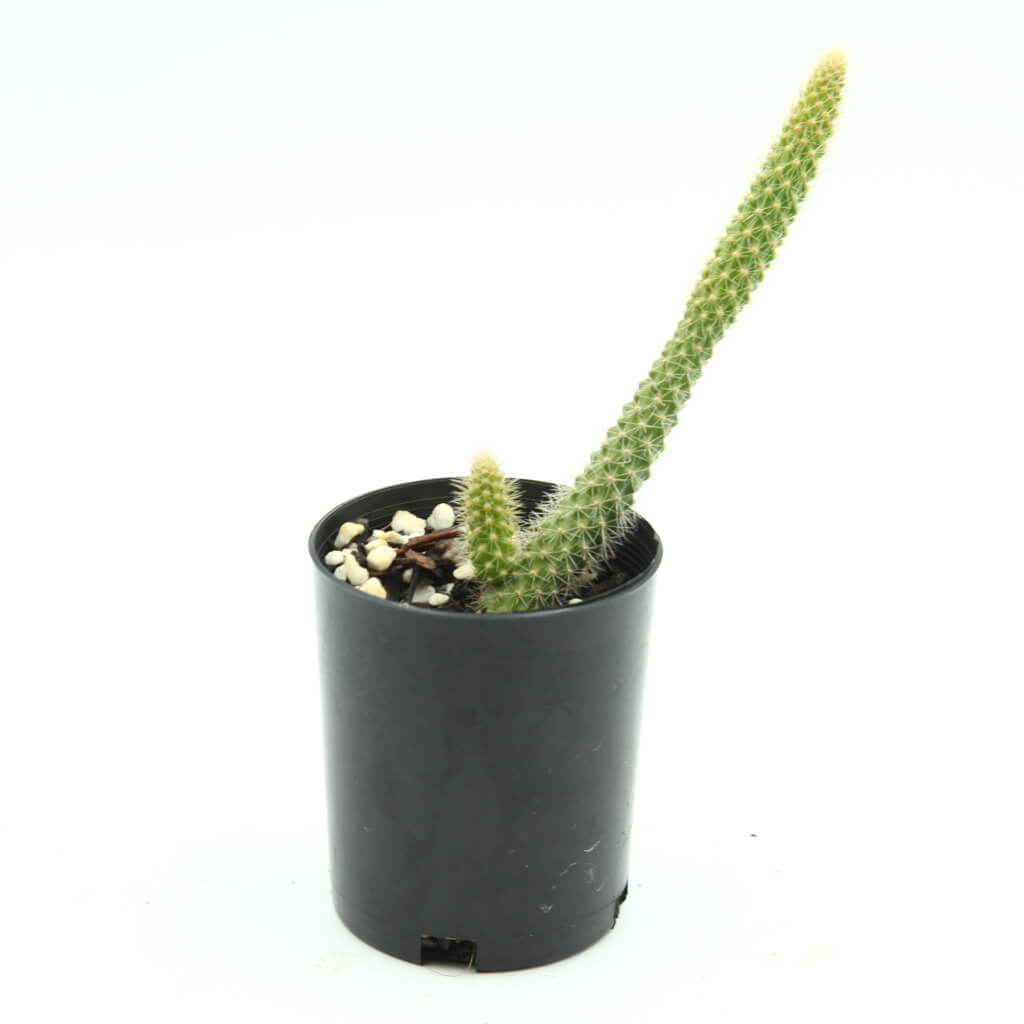 Aporocactus flagelliformis - Rat Tail Cactus - Statement Plants
