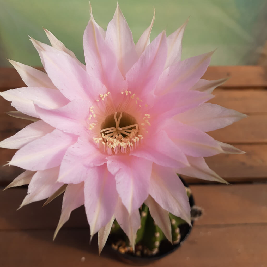 Echinopsis Schick hybrid (Pink) – Statement Plants